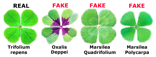 Facts About Four leaf Clovers